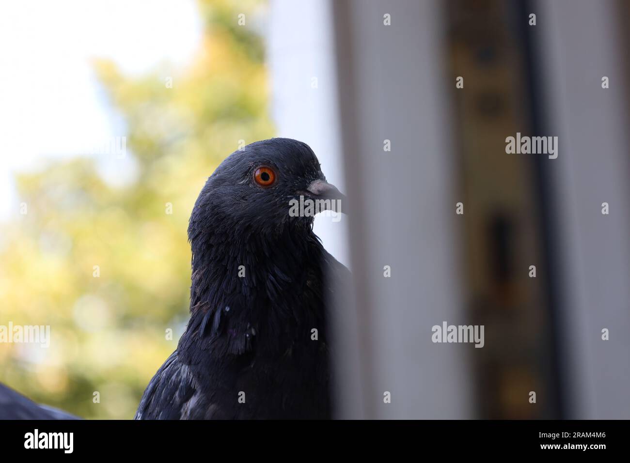 Pigeon portrait on the window, summer colours Stock Photo - Alamy