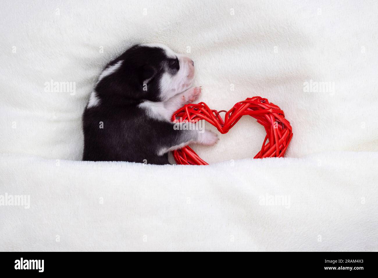 Cute siberian husky puppy sleeps with red heart on a white fluffy ...