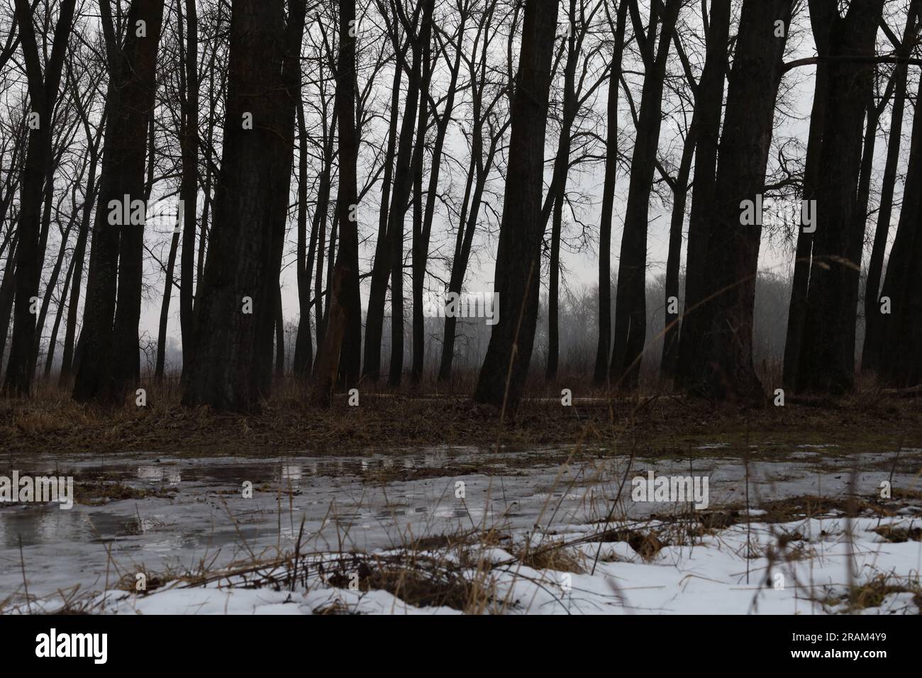 Dark spring hi-res stock photography and images - Alamy