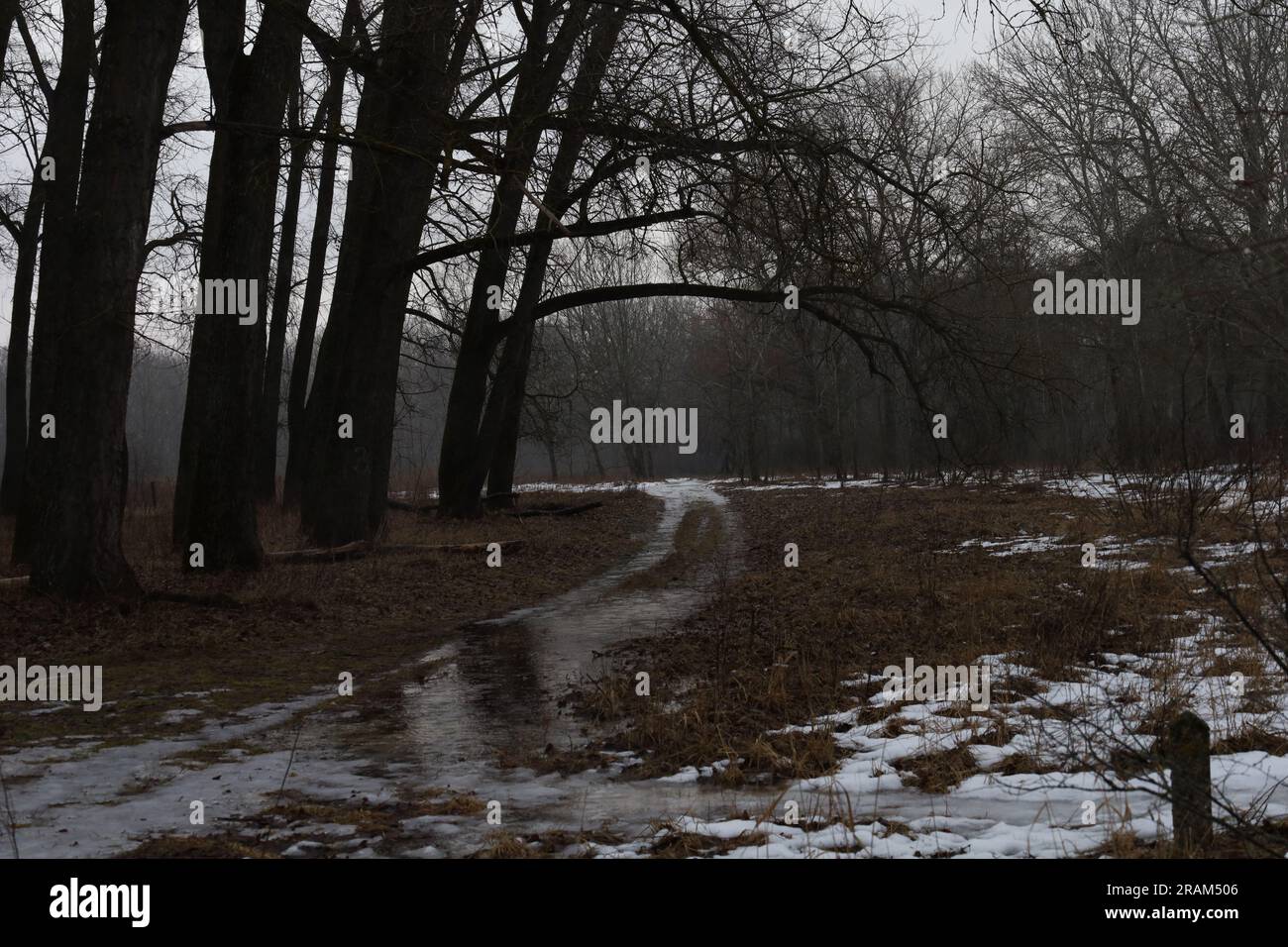 Into the dark wilderness hi-res stock photography and images - Alamy