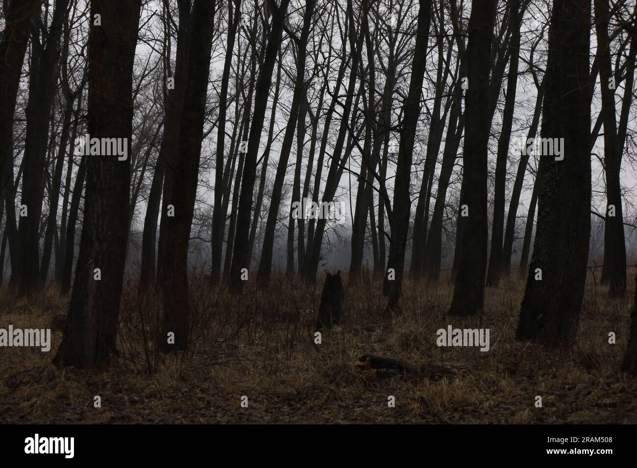 Dark spring hi-res stock photography and images - Alamy