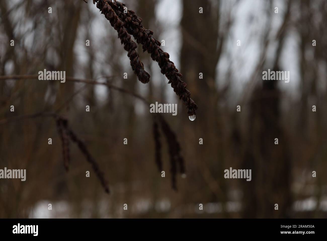 Dark spring hi-res stock photography and images - Alamy