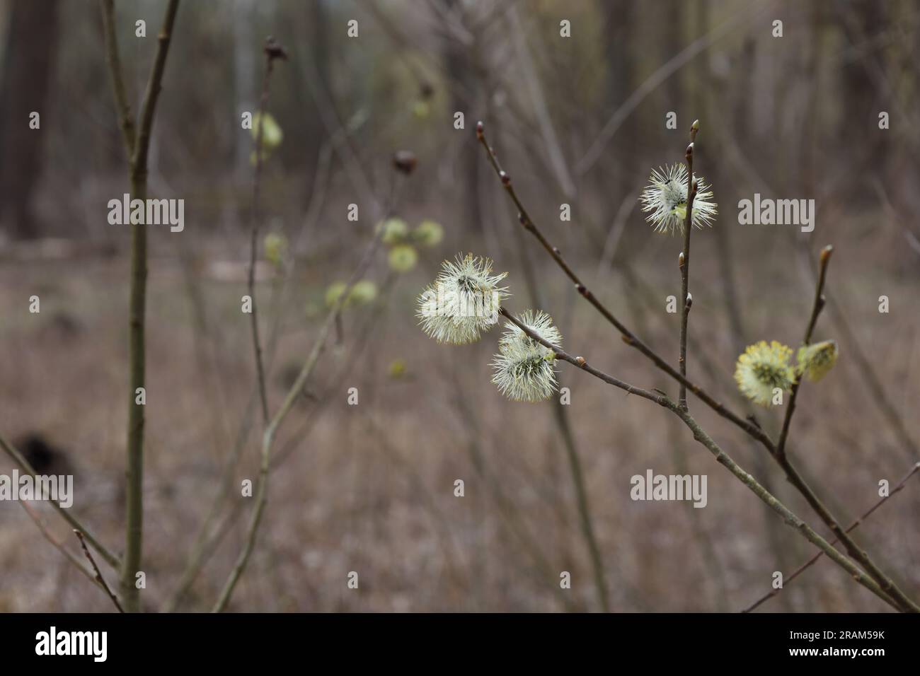 Pussy willow in the spring forest, beginning of spring, blossom Stock ...