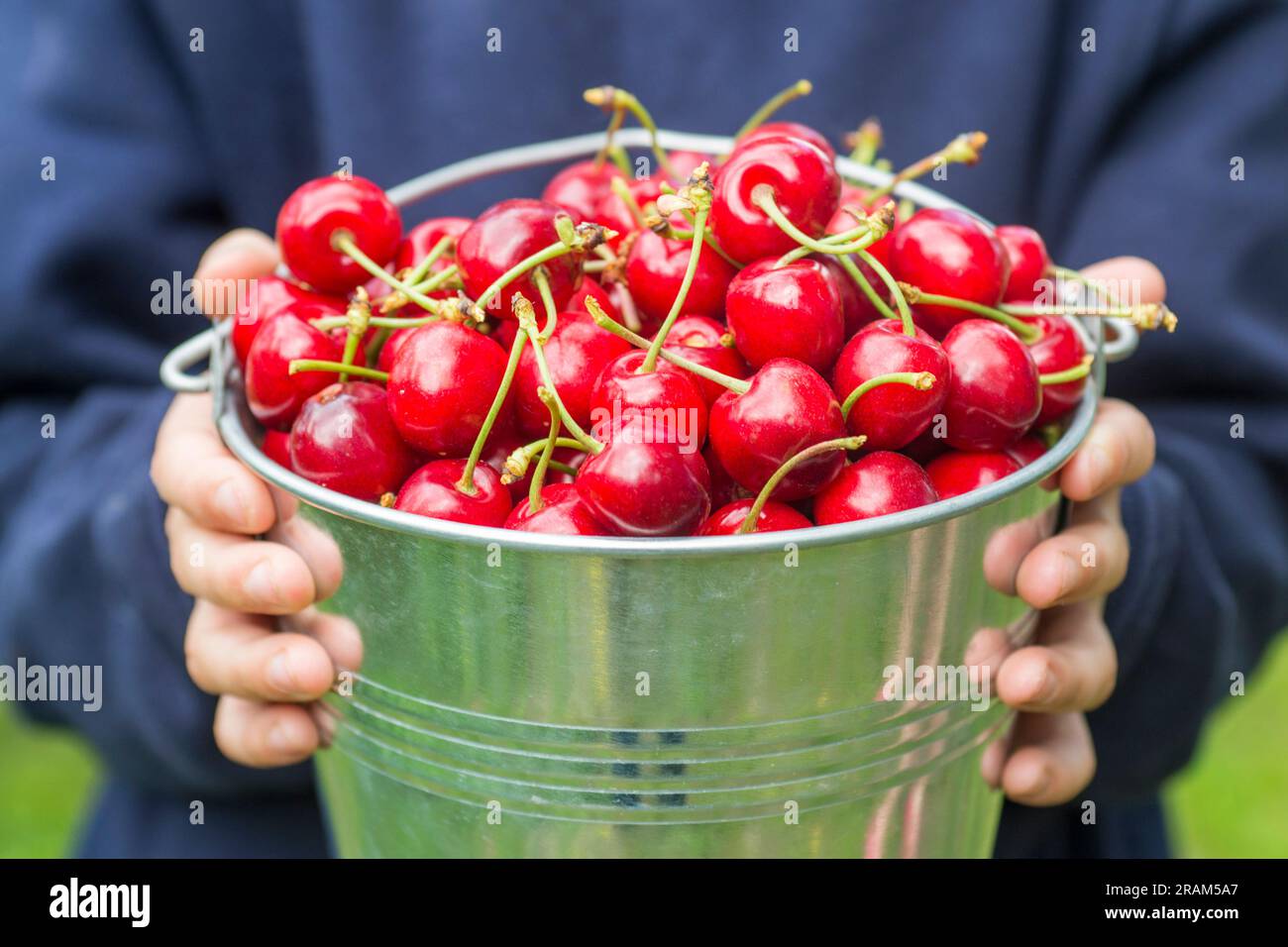 A boy is holding metal bucket with freshly picked cherries Stock Photo ...