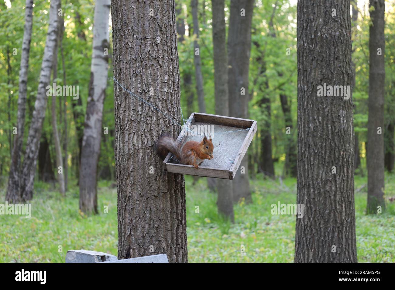Squirrel eats from feeder feed hi-res stock photography and images - Alamy
