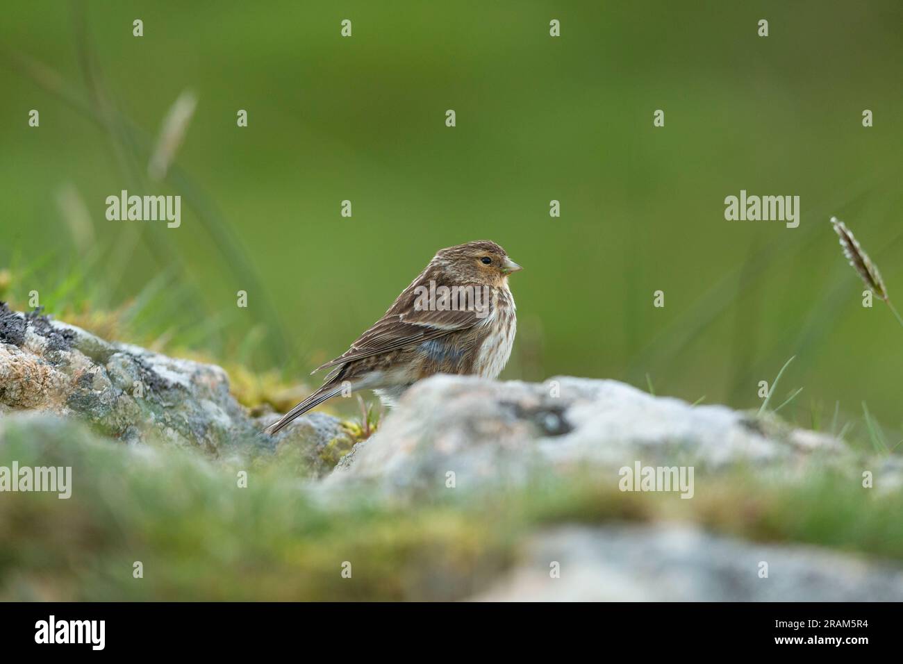 Male and female twite hi-res stock photography and images - Alamy