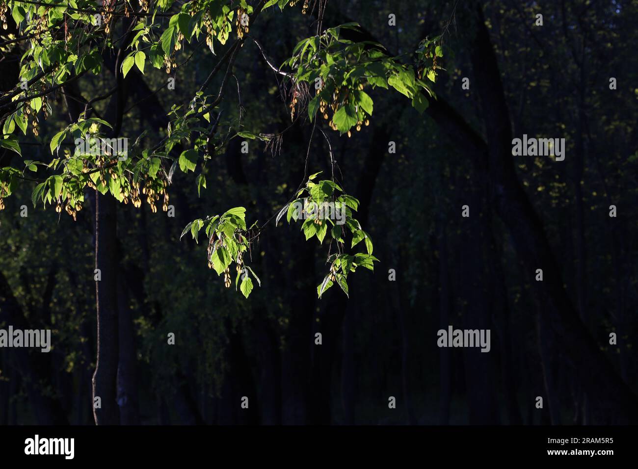 Summer park atmosphere Stock Photo - Alamy