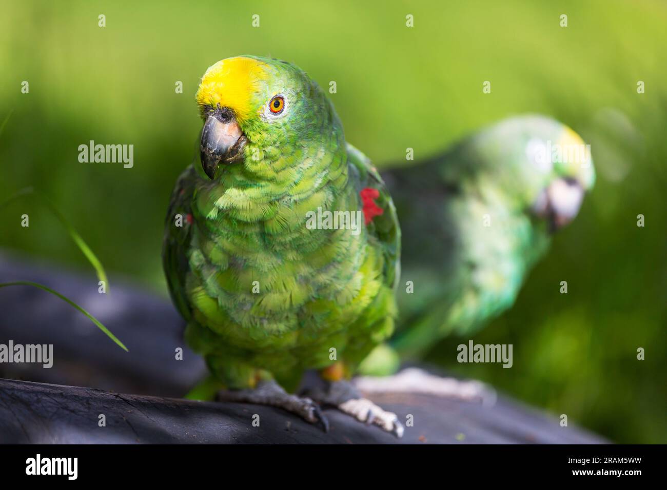 The yellow-crowned amazon or yellow-crowned parrot is a species of ...