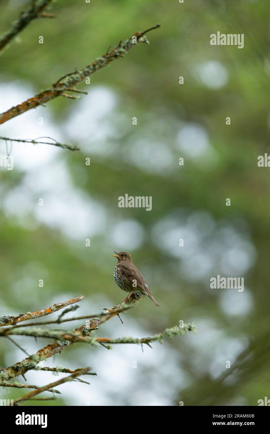 Turdus philomelos singing spring hi-res stock photography and images ...