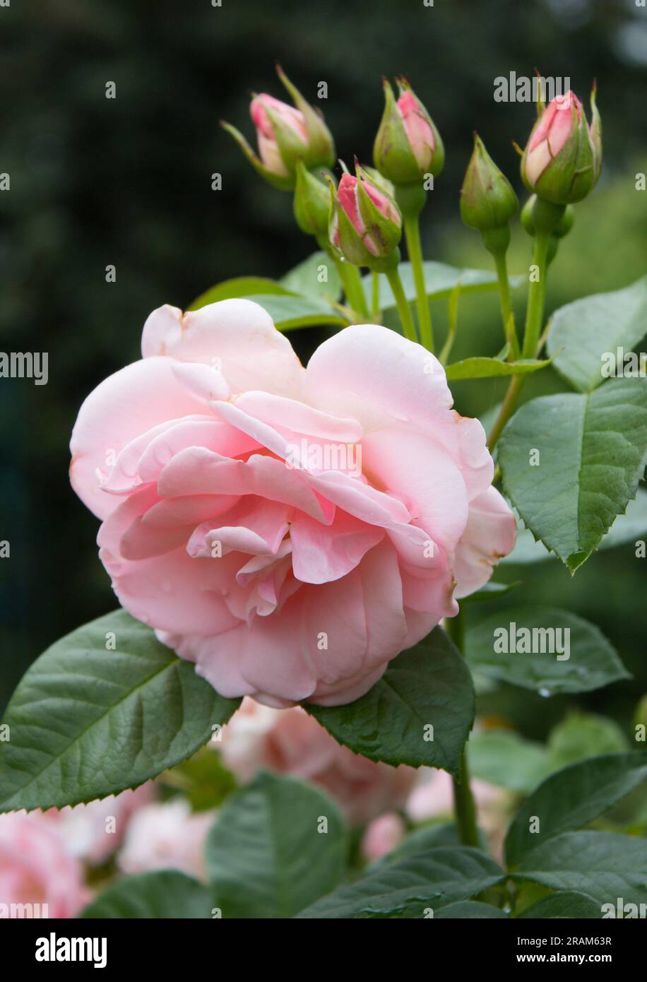 Delicate white-pink rose in the garden 5.07.2023 Bialystok Poland ...