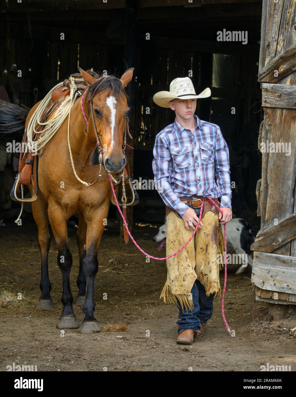 Cowboy leading horse barn hi-res stock photography and images - Alamy