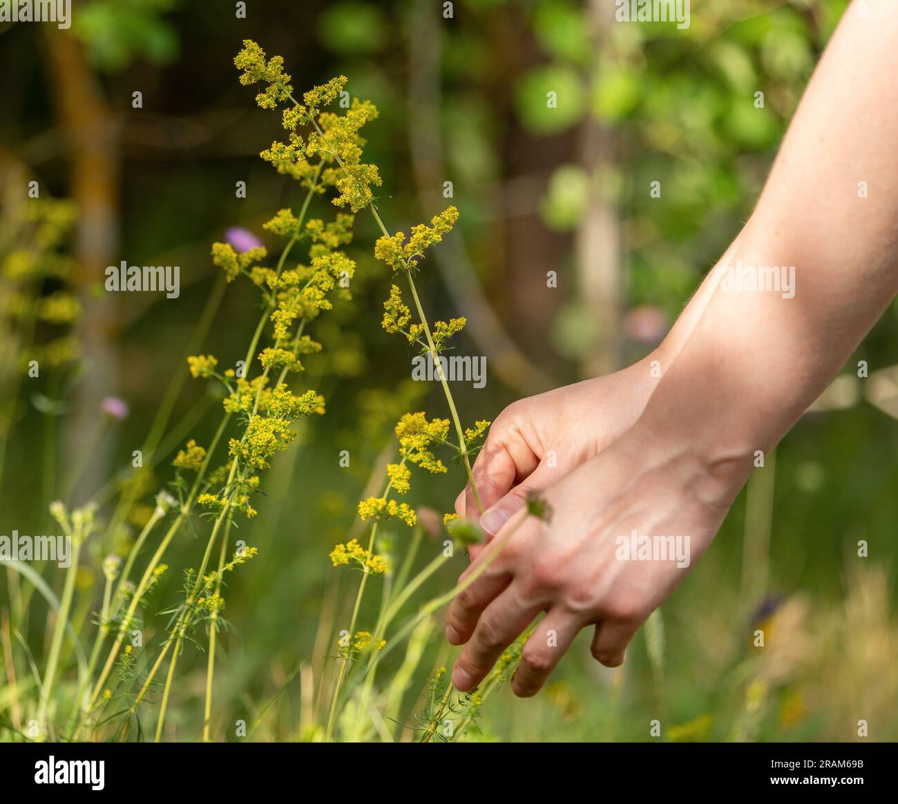 Hand picking wild flower plant, galium with yellow flowers Stock Photo ...
