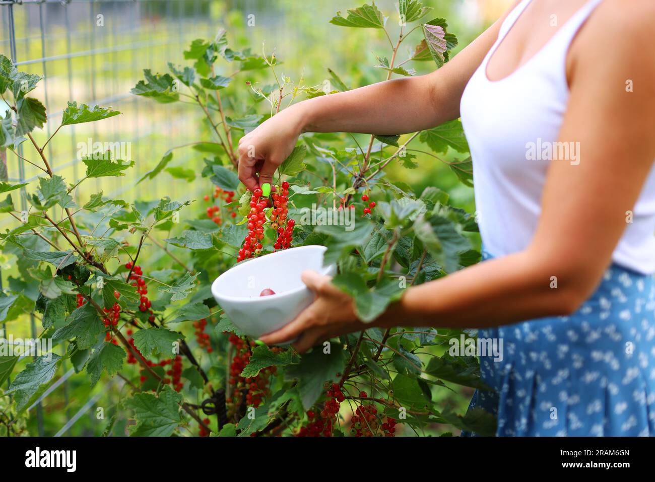 A farmer harvests ripe berries. Hands of a woman picking berries close ...