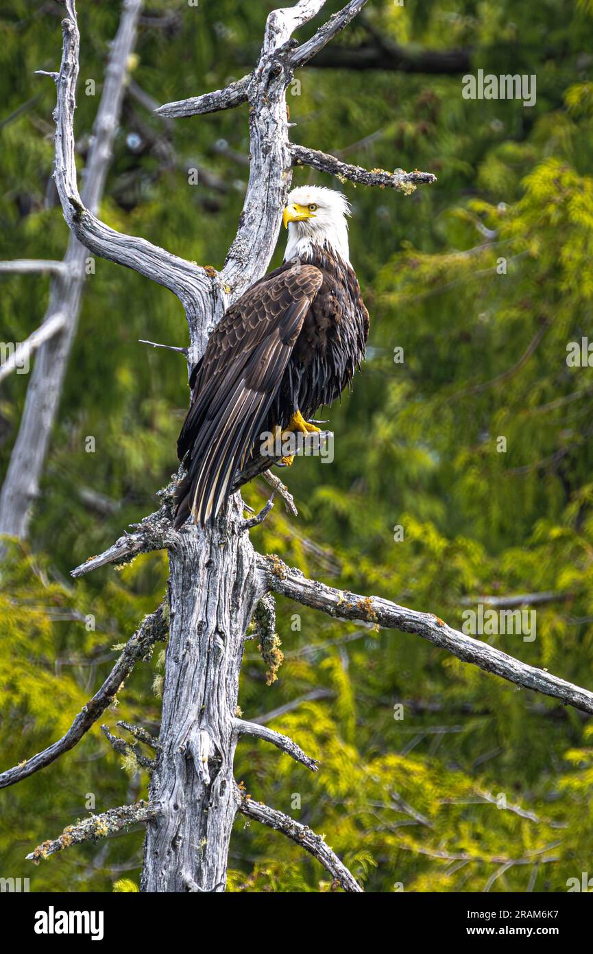 Aggressive bald eagle hi-res stock photography and images - Alamy