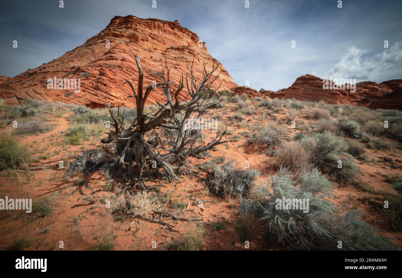 Coyote Buttes | Paw Hole Teepees, Coyote Buttes South, Paria Canyon ...
