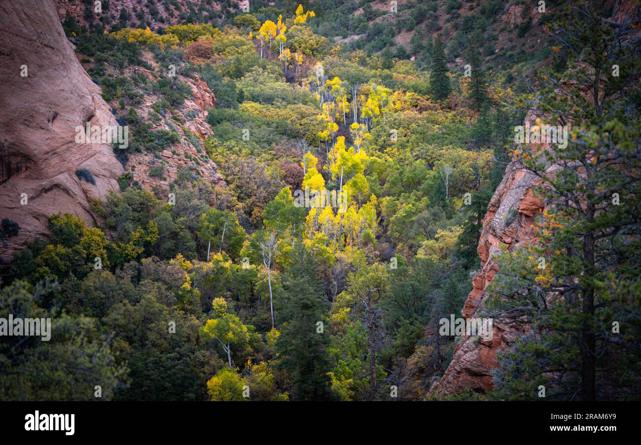 Golden Aspen Oasis in High Desert Canyon | Navajo National Monument ...