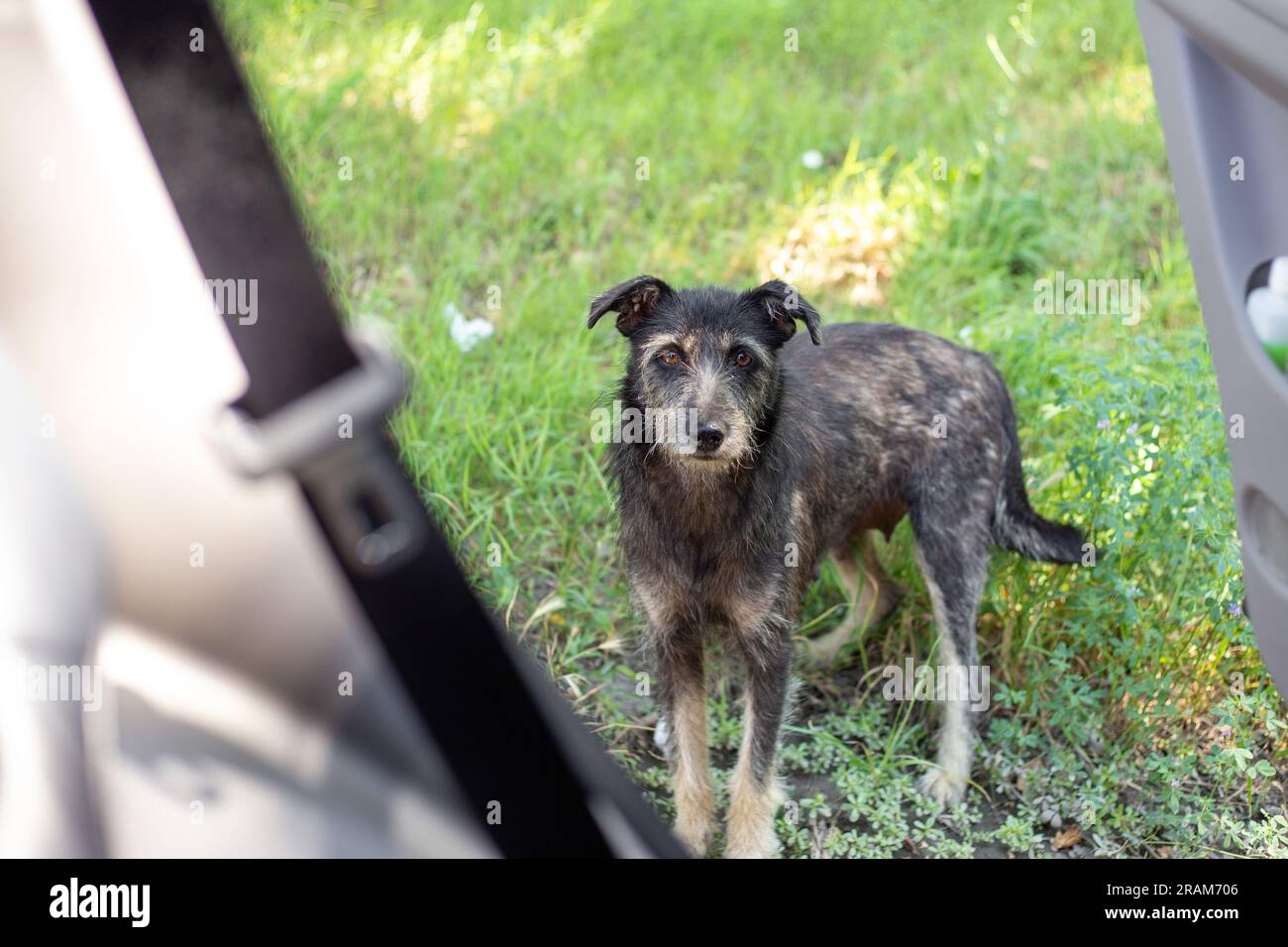 Homeless shaggy dog hi-res stock photography and images - Alamy