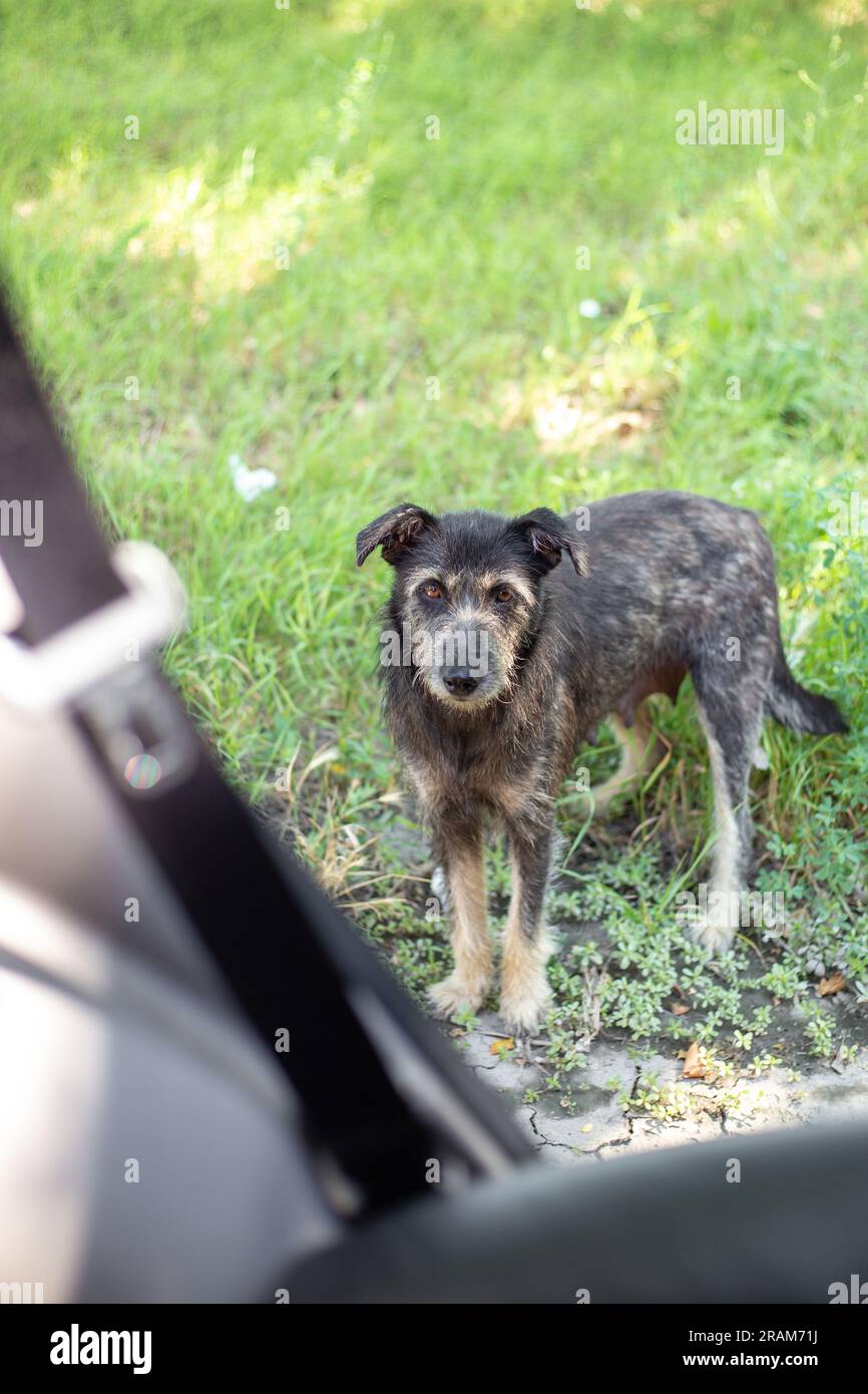 Homeless shaggy dog hi-res stock photography and images - Alamy