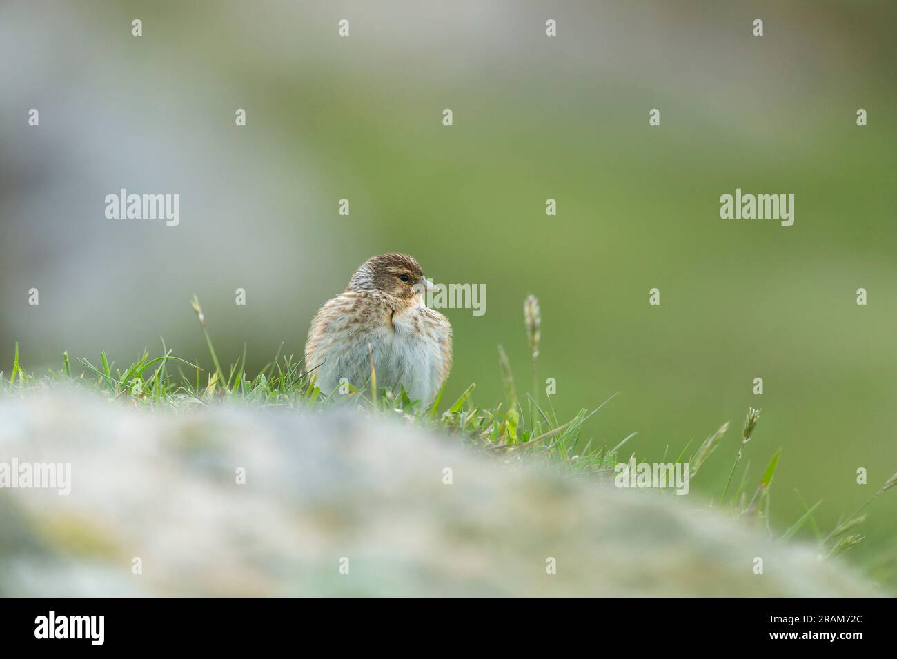 Twite Linaria flavirostris, adult female fluffed up, Sorisdale, Coll ...