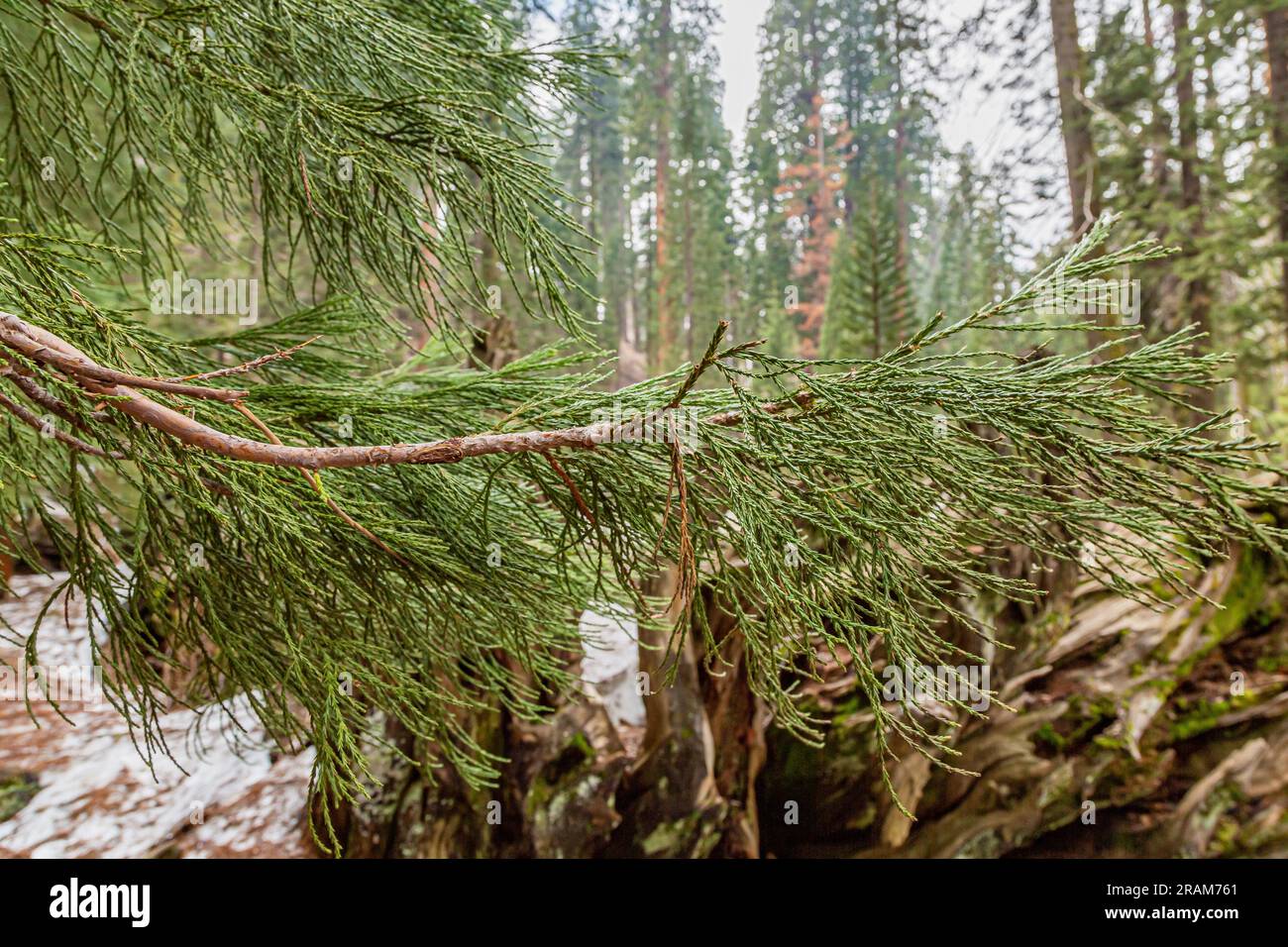 Giant tree closeup in Sequoia National Park. Branch of an evergreen ...