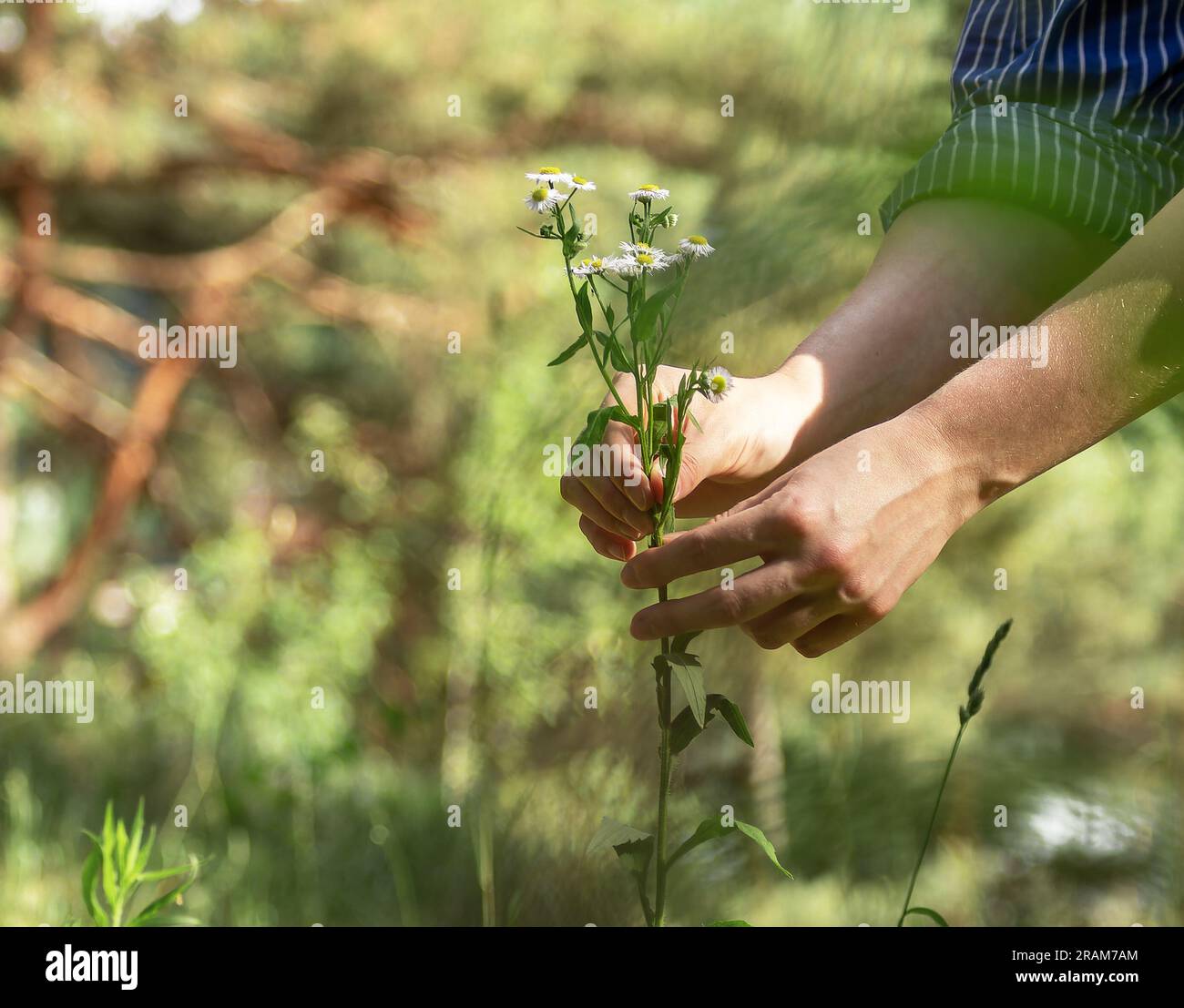 Hand picking, collecting wild flower plant, camomile branch stem Stock ...