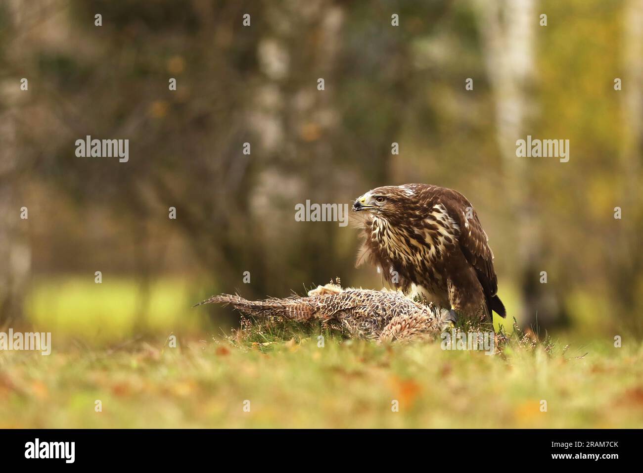 Common buzzard feeding on prey. Action scene from nature. Bird of prey ...