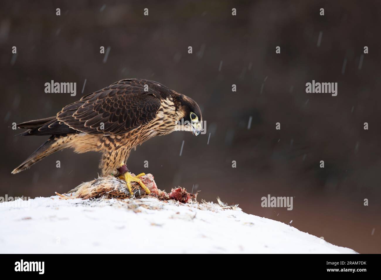 Peregrine Falcon, bird of prey sitting on the rock during winter ...