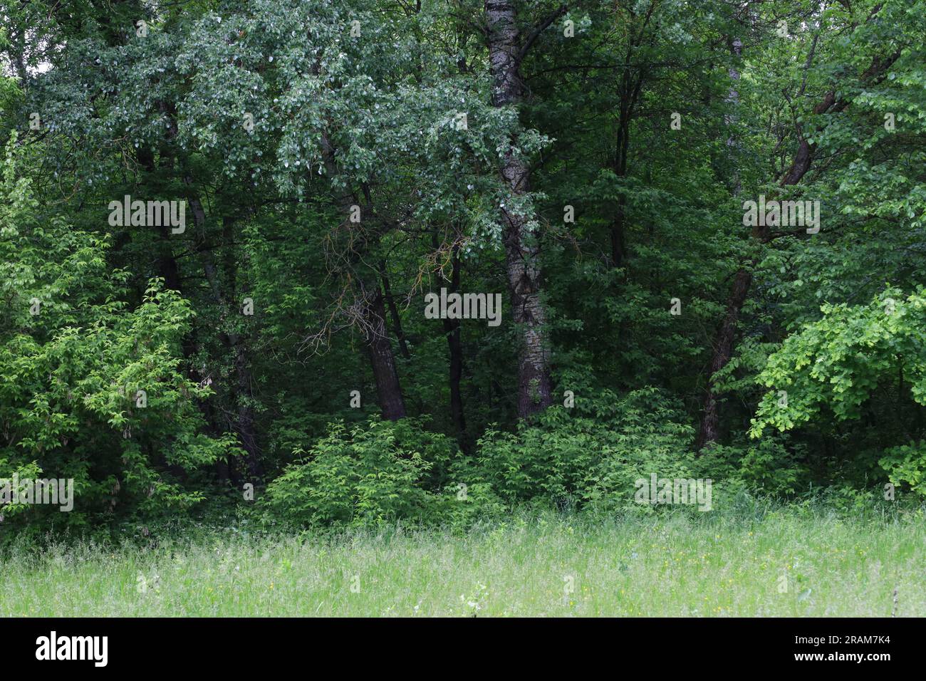 Summer beautiful garden hi-res stock photography and images - Alamy