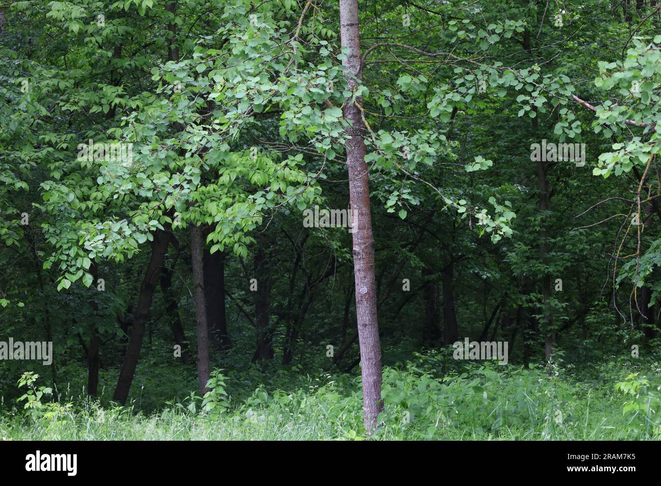 Summer park atmosphere Stock Photo - Alamy