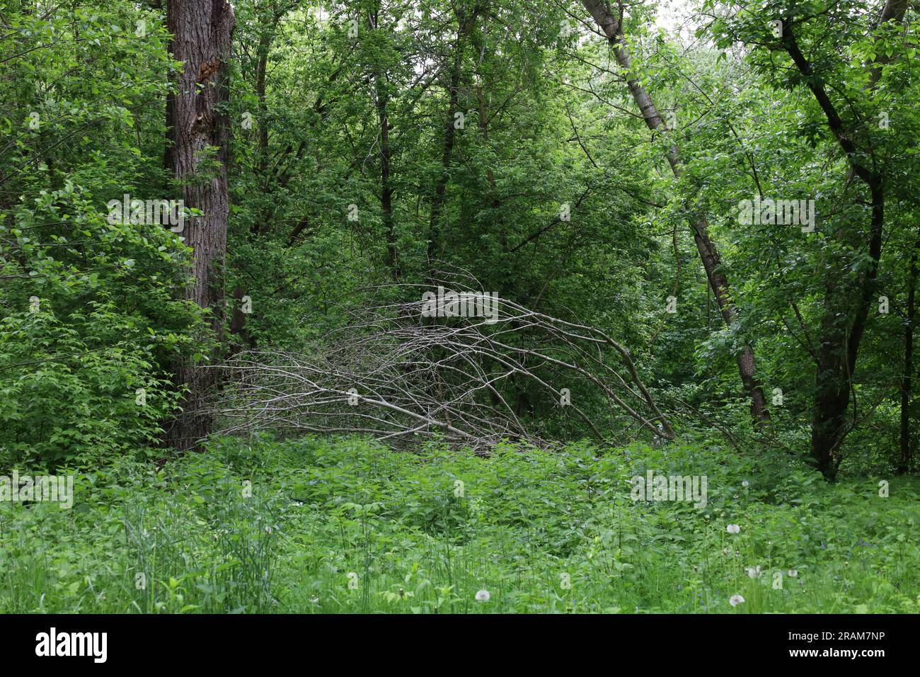 Summer beautiful garden hi-res stock photography and images - Alamy
