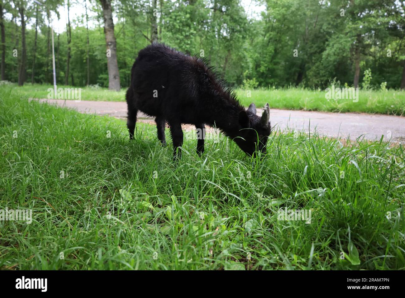 Rainy forest with goats and mosquito,summer woods atmosphere Stock ...