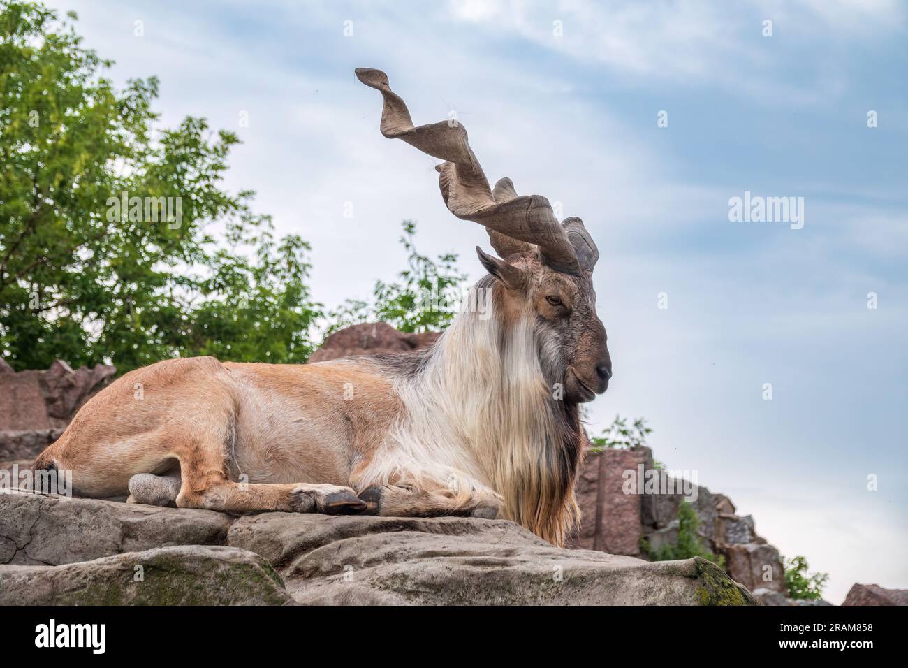 Markhor, Capra falconeri, wild goat native to Central Asia, Karakoram ...