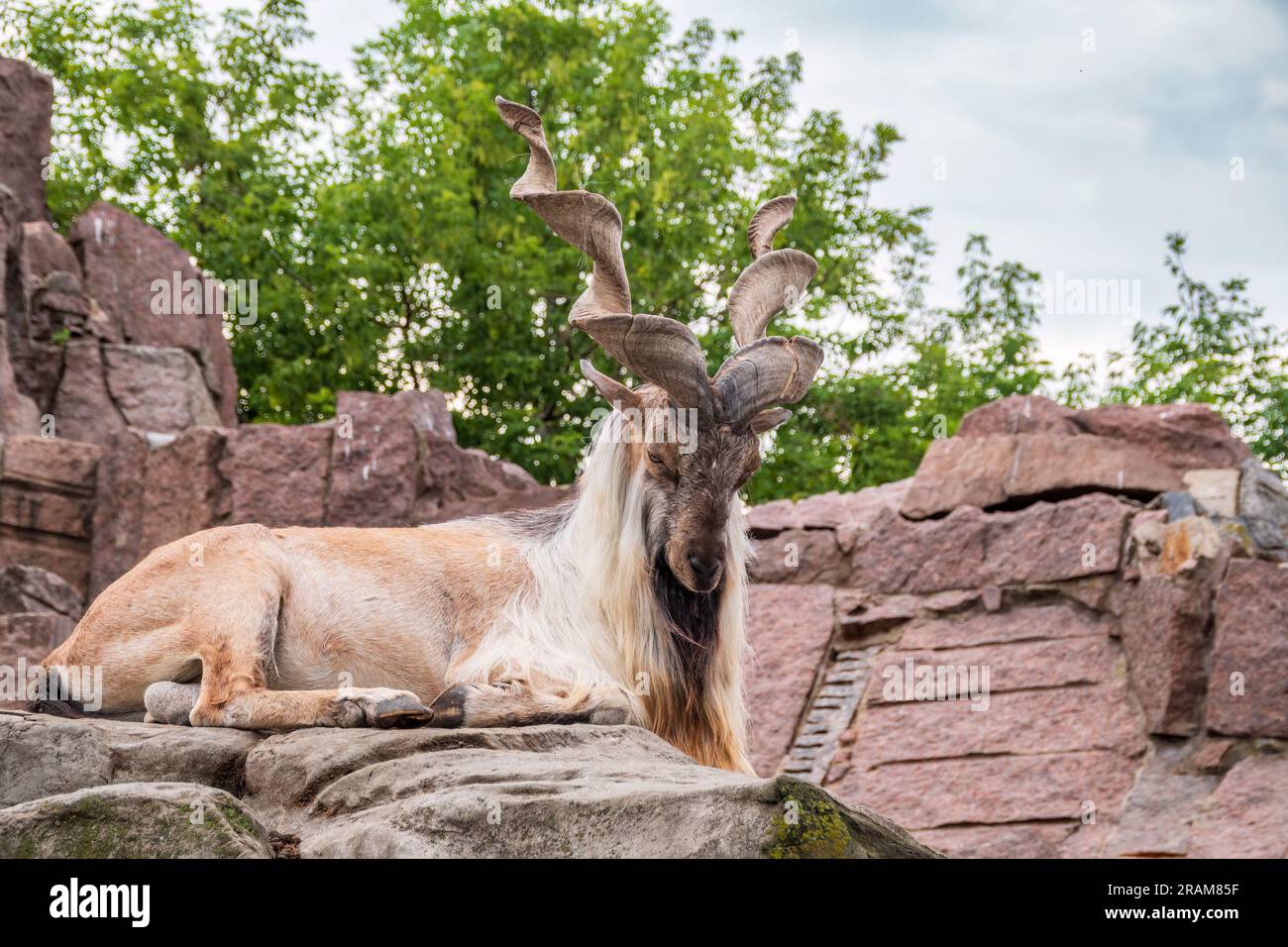 Close-up portrait of Markhor, Capra falconeri, wild goat native to ...