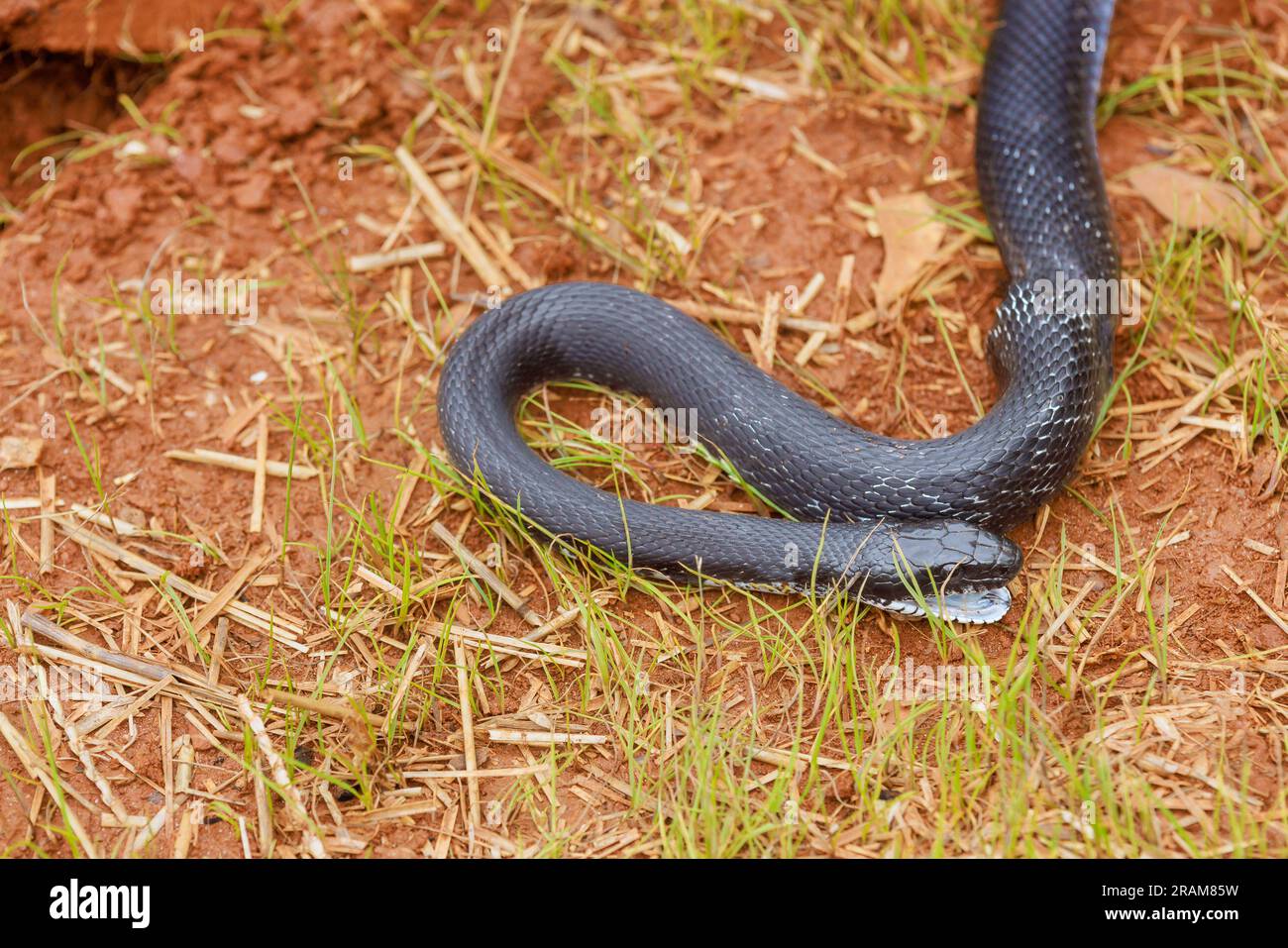 Black eastern ratsnake outside summer in South Carolina area among ...