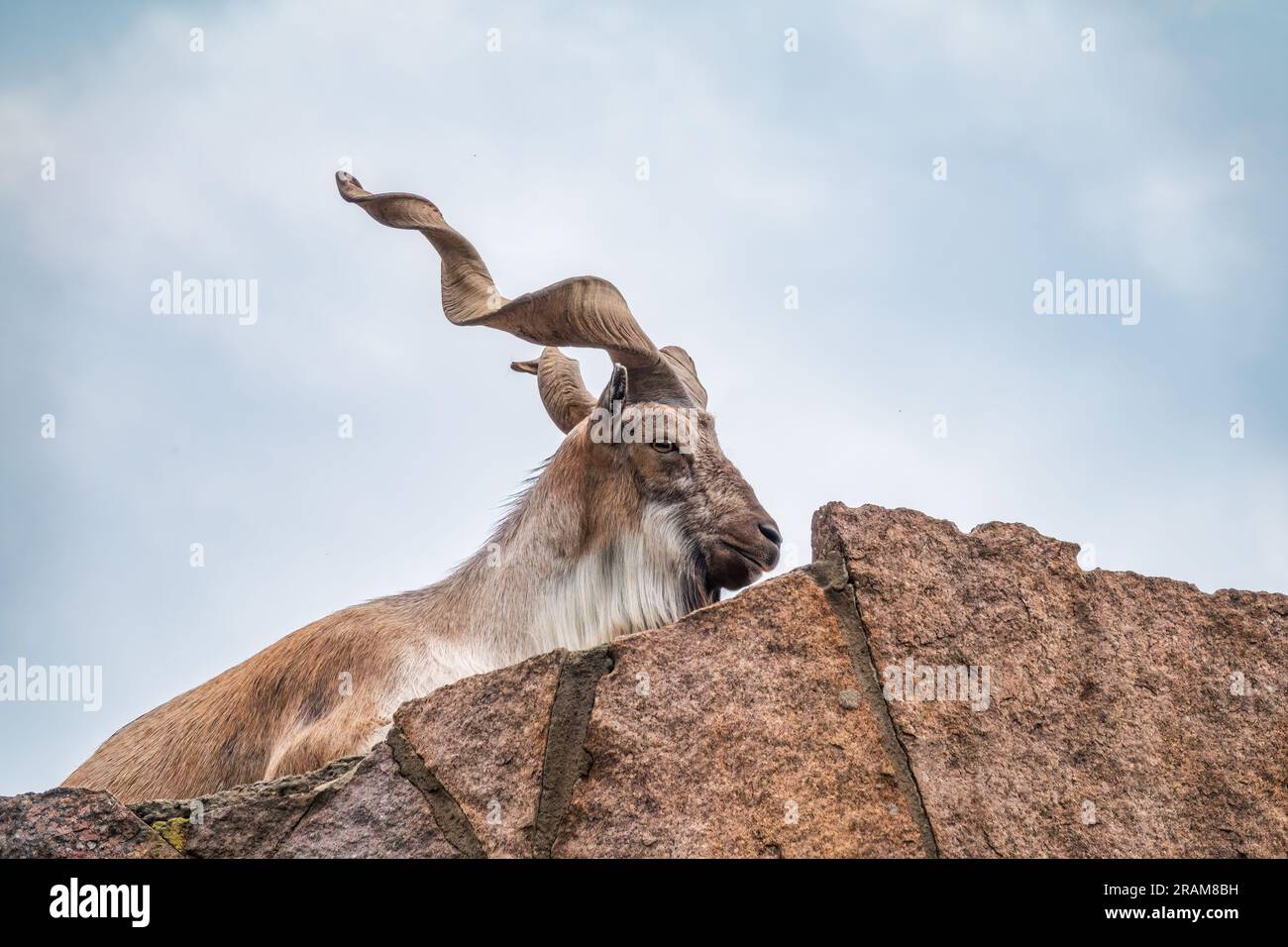 Close-up portrait of Markhor, Capra falconeri, wild goat native to ...