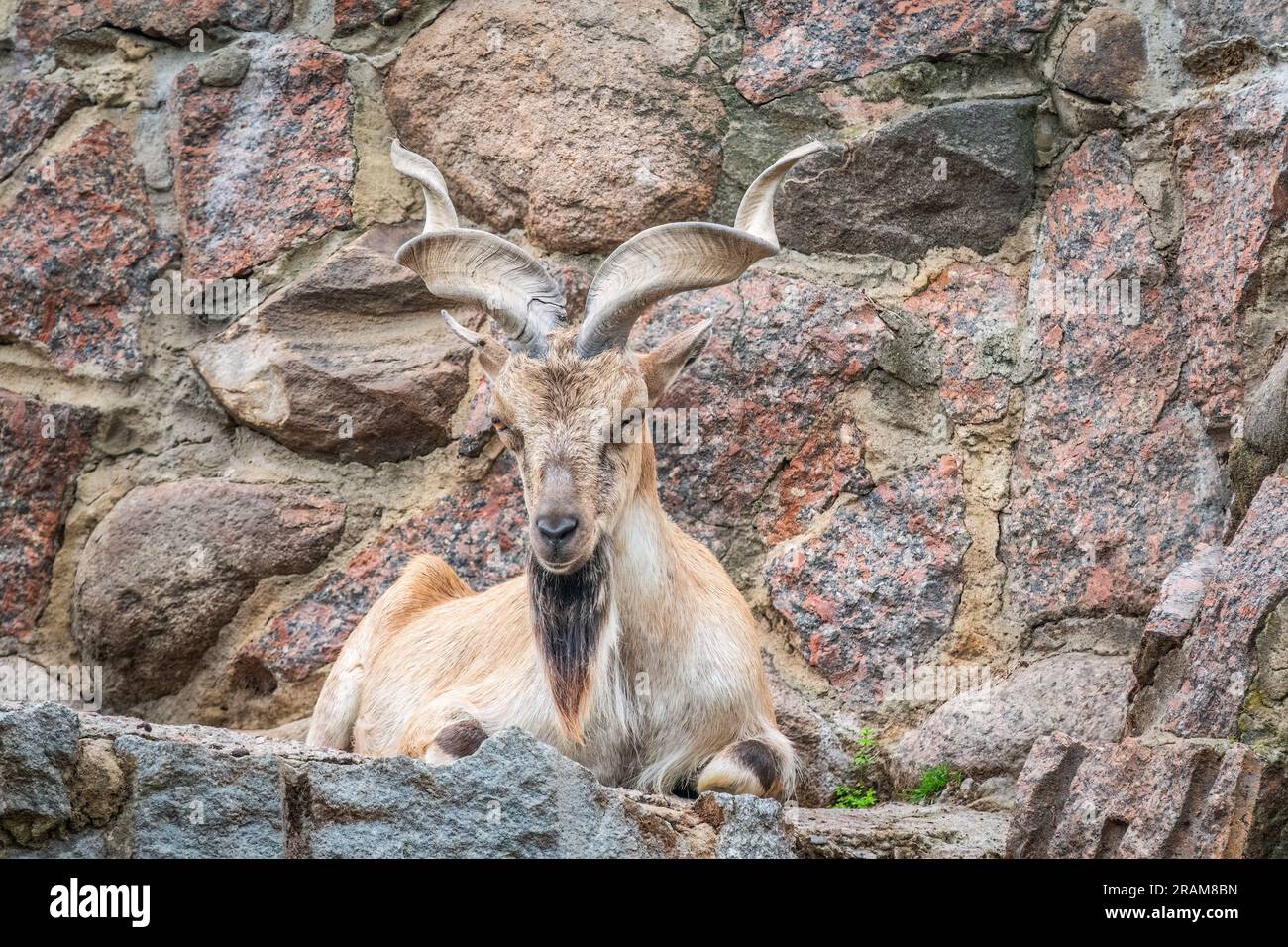Close-up portrait of Markhor, Capra falconeri, wild goat native to ...