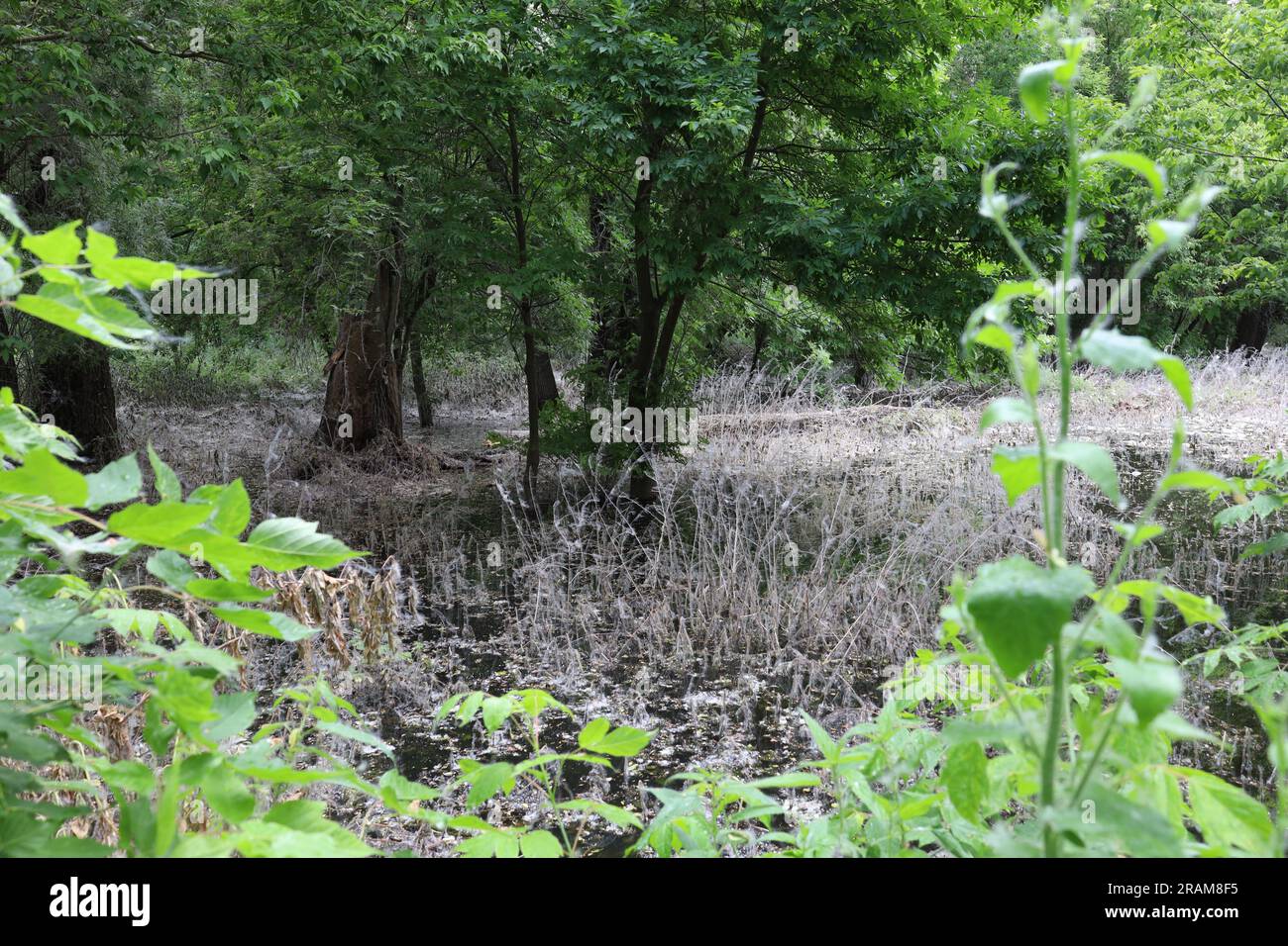 Poplar fluff in the summer forest, allergy season Stock Photo - Alamy