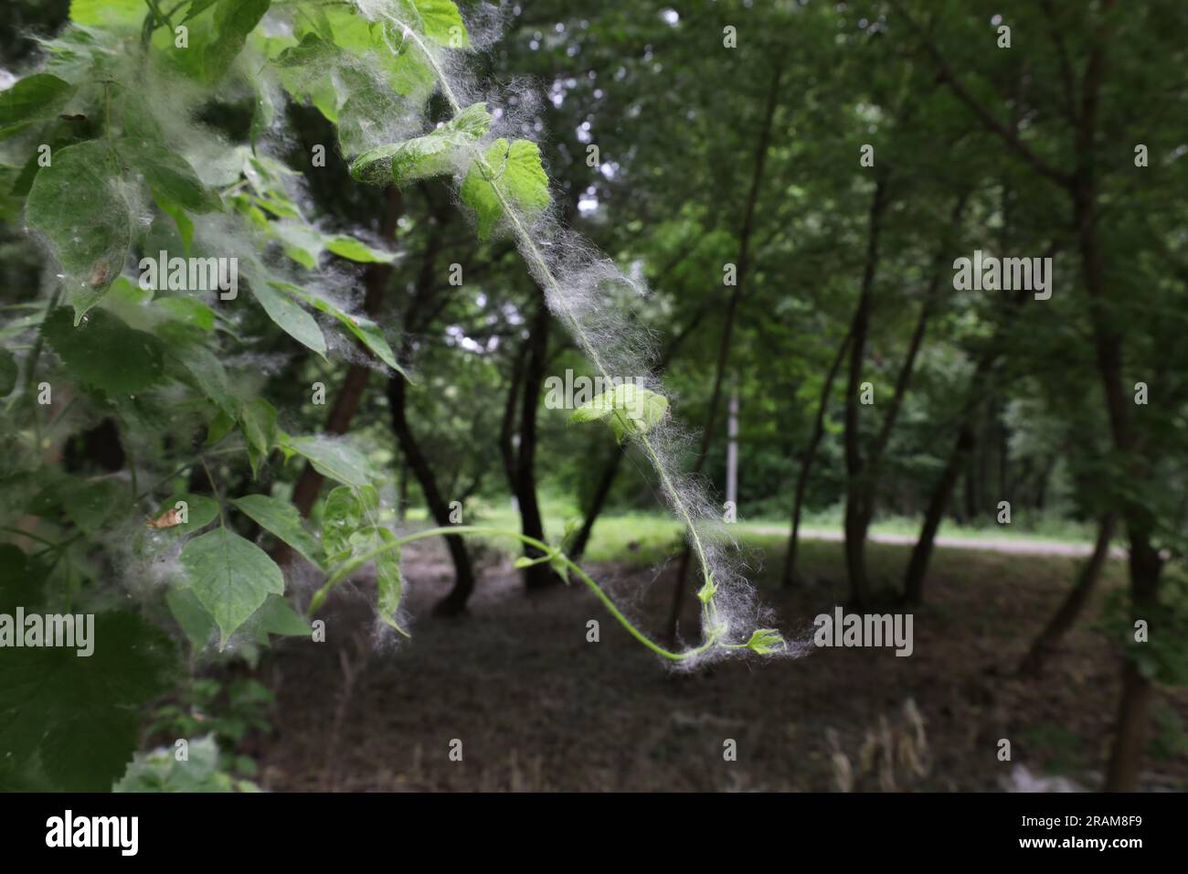 Poplar fluff in the summer forest, allergy season Stock Photo - Alamy