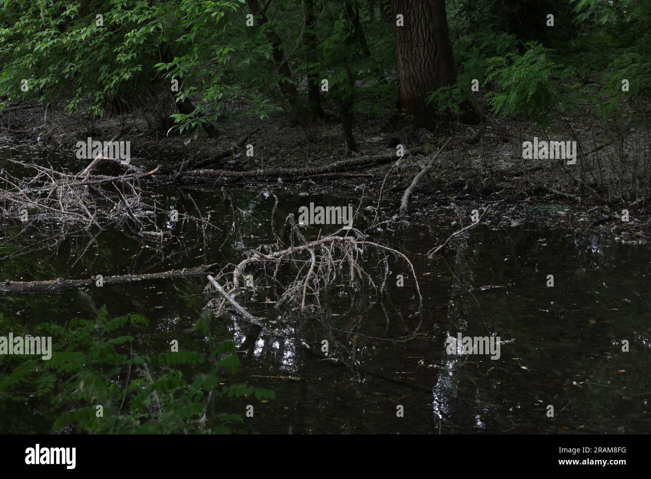 Poplar fluff in the summer forest, allergy season Stock Photo - Alamy