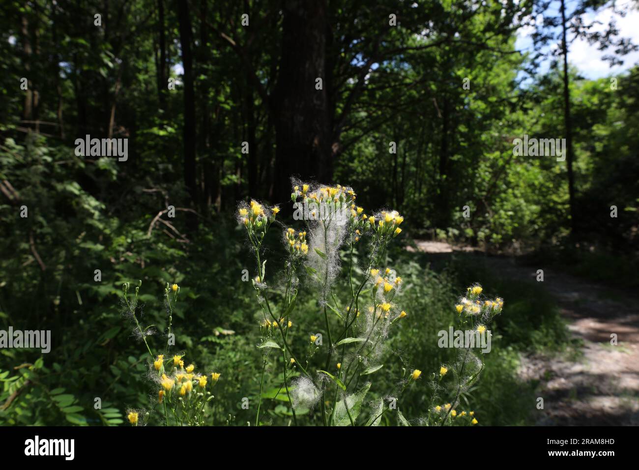 Poplar fluff in the summer forest, allergy season Stock Photo - Alamy