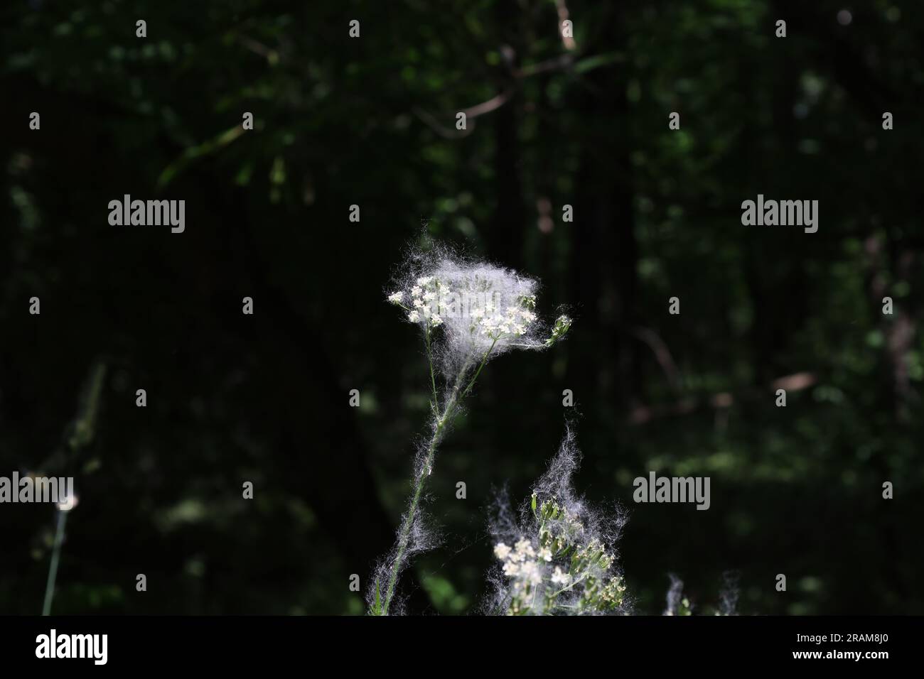 Poplar fluff in the summer forest, allergy season Stock Photo - Alamy