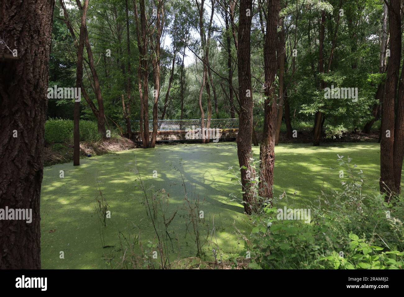 Heavy water flow forest hi-res stock photography and images - Alamy