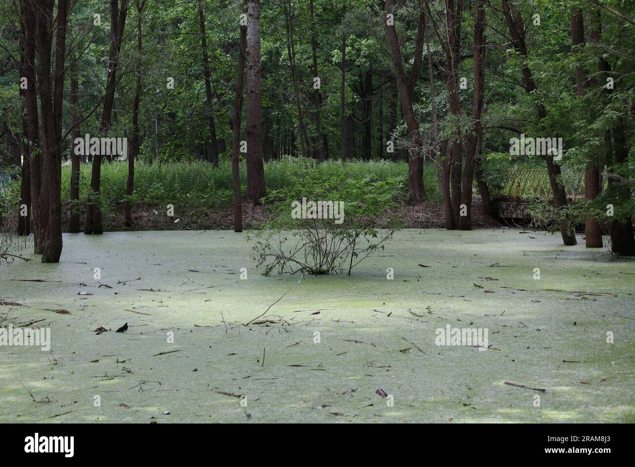 Heavy water flow forest hi-res stock photography and images - Alamy