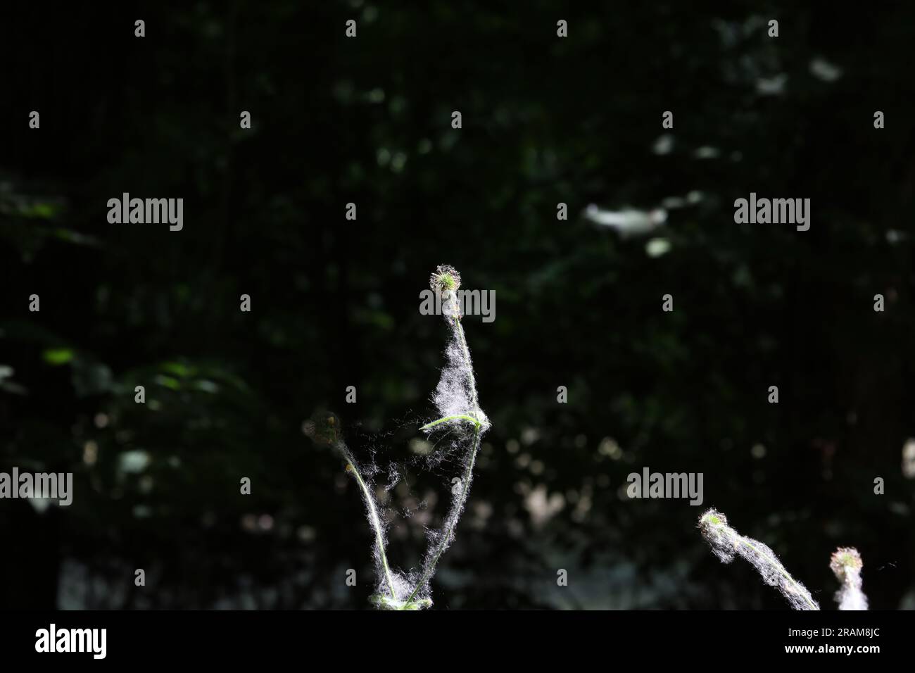 Poplar fluff in the summer forest, allergy season Stock Photo - Alamy