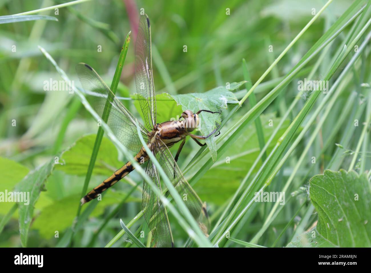 Dragonfly in green grass, summer day, insect Stock Photo - Alamy