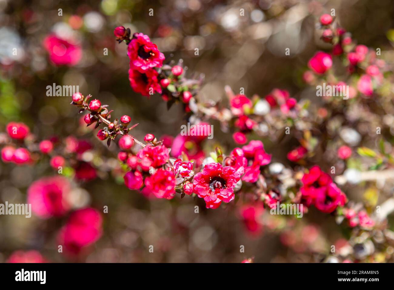 Vivid deep burgundy blooms of Leptospermum a genus of shrubs and small ...