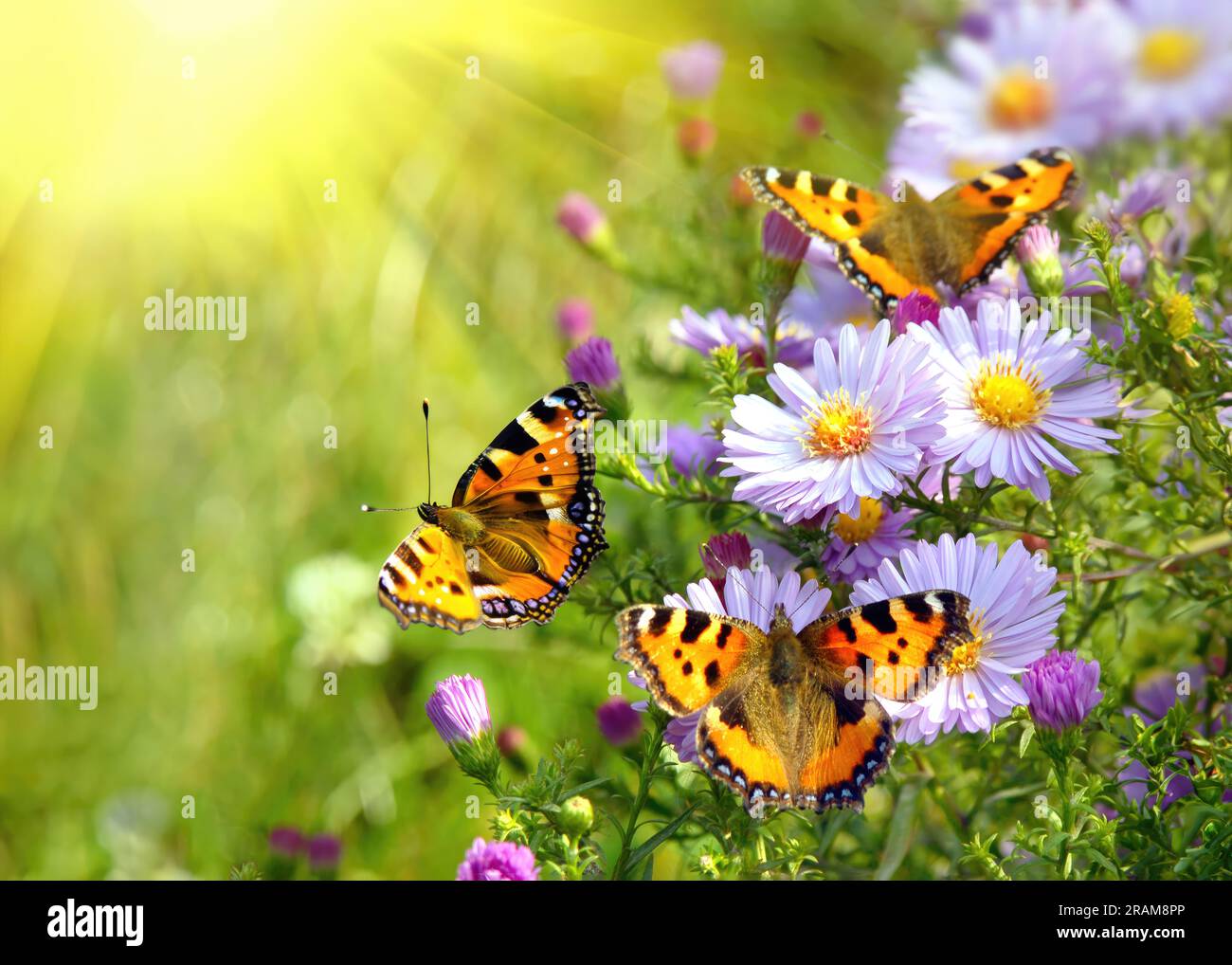 three butterflies on the blooming flowers in the garden Stock Photo - Alamy