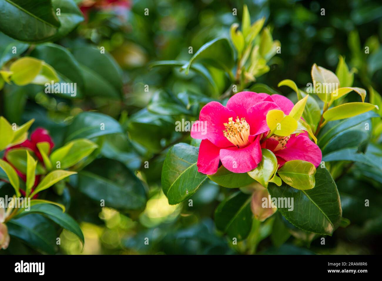 Sasanqua - Camellia sasanqua, close-up. Bright Camellia sasanqua or ...