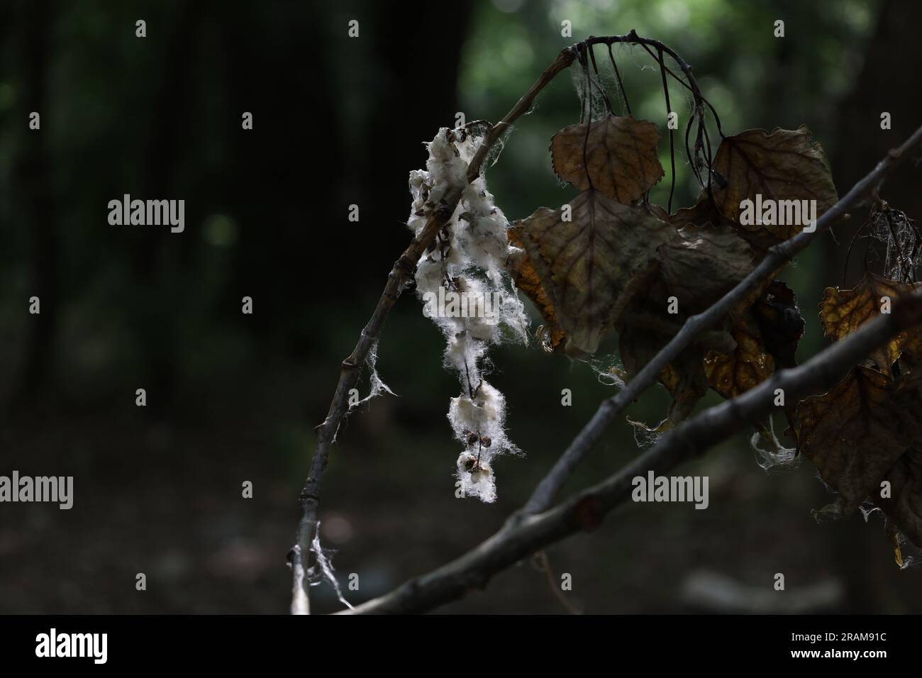 Poplar fluff in the summer forest, summer forest atmosphere Stock Photo ...