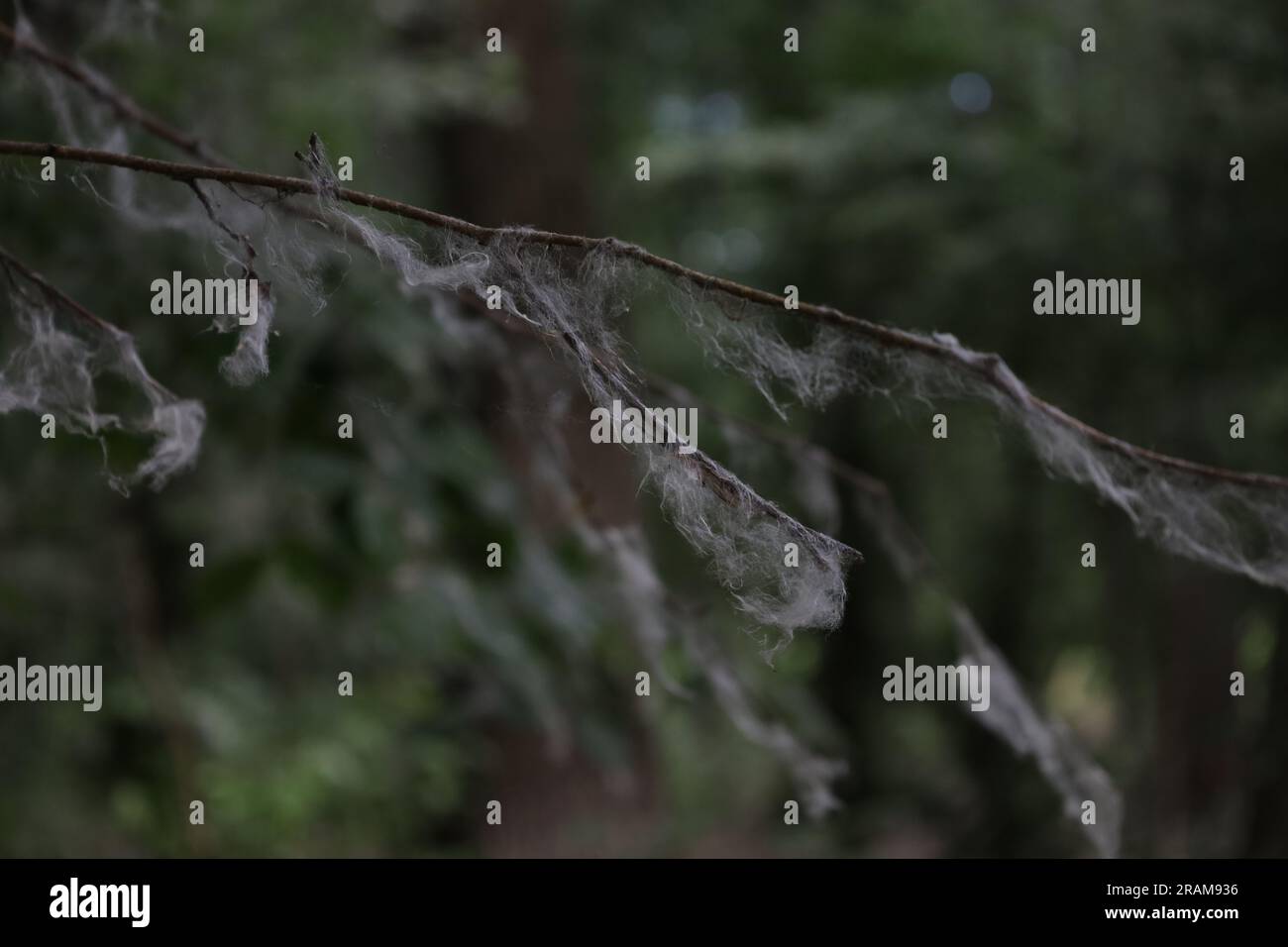 Poplar fluff in the summer forest, summer forest atmosphere Stock Photo ...